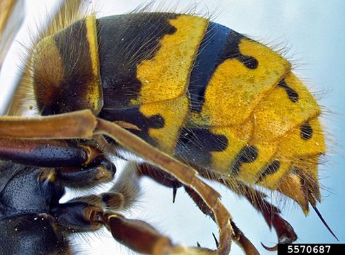 How Big Do European Hornets Get? | Animal Information | Animal Information