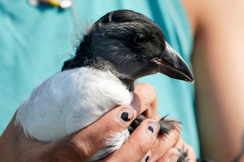 Puffin Lifespan: Wild & Recorded Longevity | Animal Information ...