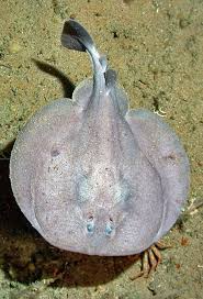 Western Atlantic Torpedo (Tetronarce occidentalis) | Animal Information ...