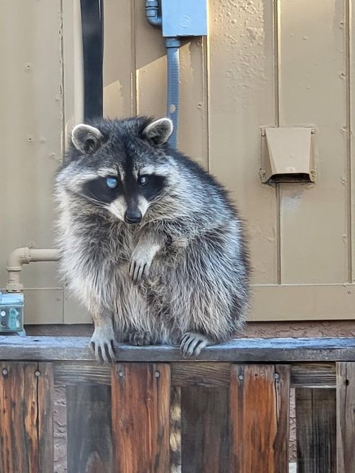 Are Raccoons Nocturnal? Facts & Behavior | Animal Information | Animal ...