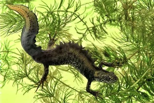 Are Newts Protected by Law? | Animal Information | Animal Information