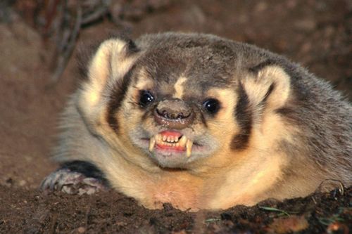 Are Badgers Dangerous to Humans? | Animal Information | Animal Information