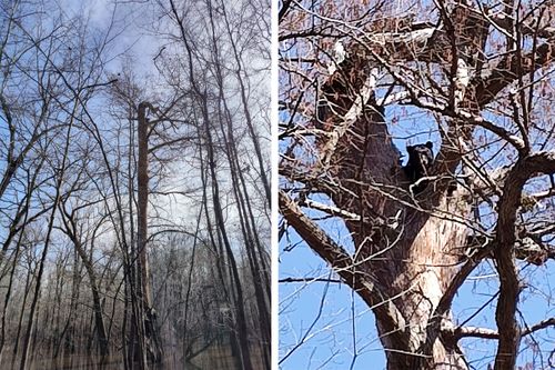 Black Bears in Pennsylvania Winter - Activity & Safety | Animal ...