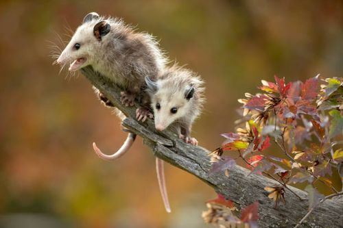Opossum Lifespan in the Wild (US Guide) | Animal Information | Animal ...