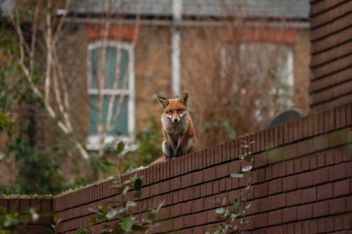 Do Foxes Live in London Suburbs? | Animal Information | Animal Information