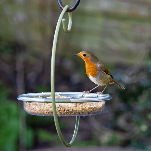What Do Robins Eat in UK Gardens? | Animal Information | Animal Information