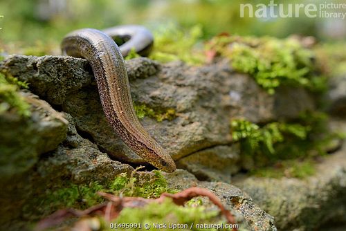 Are Slow Worms Protected in the UK? | Animal Information | Animal ...