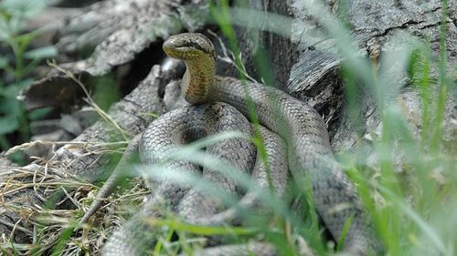 Identify Grass Snakes in England | Animal Information | Animal Information