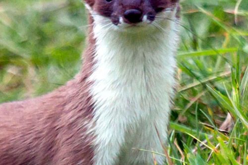 Stoat vs Weasel: How to Tell Them Apart | Animal Information | Animal ...