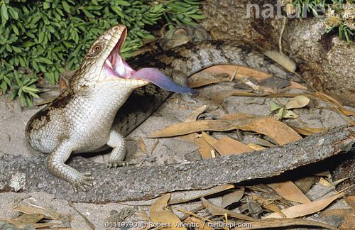 Blue Tongue Skink Size & Growth Guide | Animal Information | Animal ...
