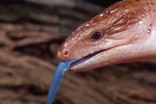 Blue Tongue Skink Size & Growth Guide | Animal Information | Animal ...