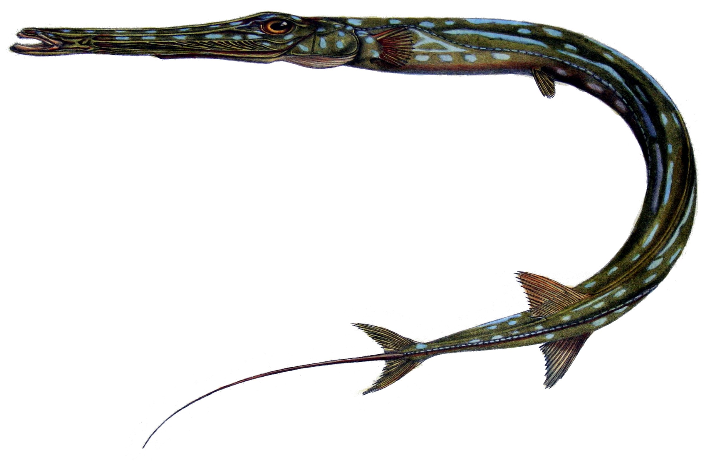 Cornetfish (Fistularia tabacaria) | Animal Information | Animal Information
