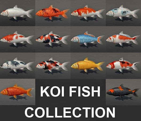 Koi fish 3d model