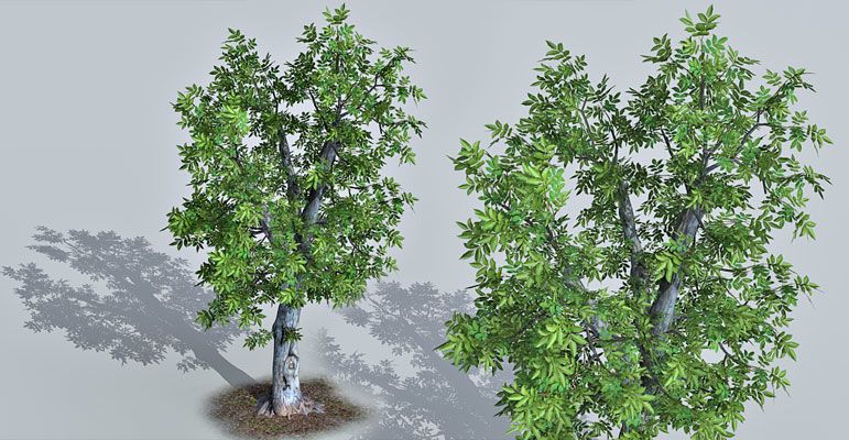 Ash Tree 3d model
