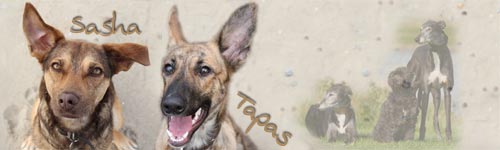 Have you seen my puppy? - Everything else Greyhound - Greytalk