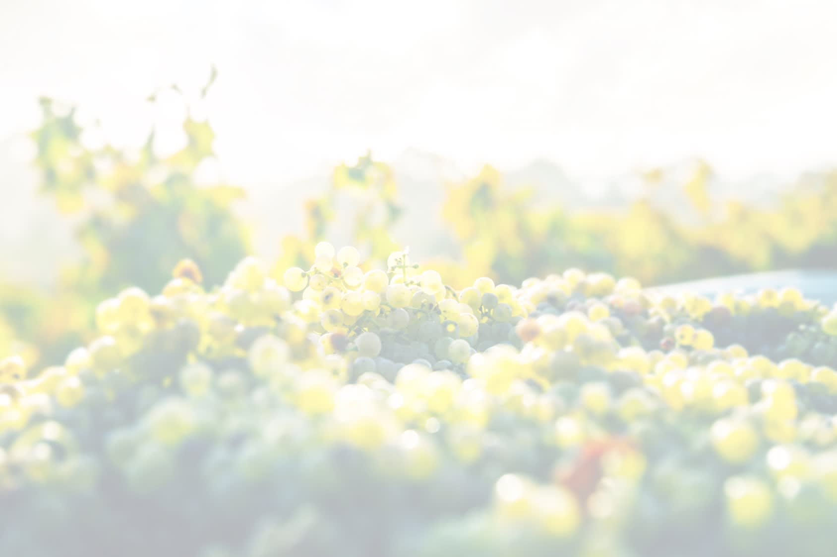 Anora – Leading wine and spirits brand house in the Nordics | Anora
