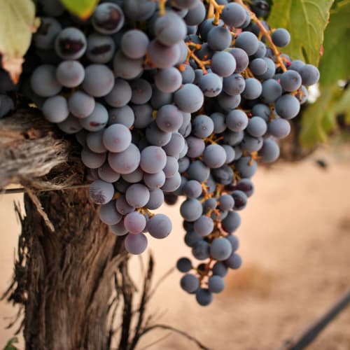 folk o folk - en annorlunda dryckessajt | folk o folk