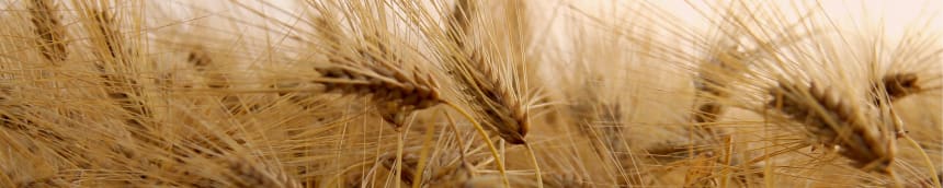 Barley Starch | Anora Industrial