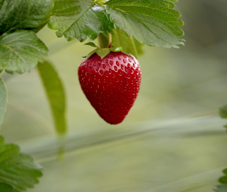 Tiesitkö tämän mansikasta? | Viinimaa