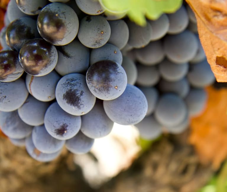 Viinimaailman yleisimmät rypäleet | Viinimaa.fi | Viinimaa