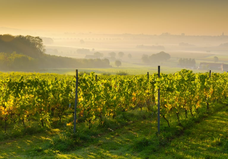 Aasta Vein 2021 medalid