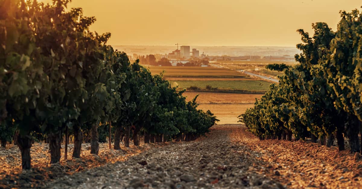 Toro - vinregion med allt annat än tjuriga viner | folk o folk