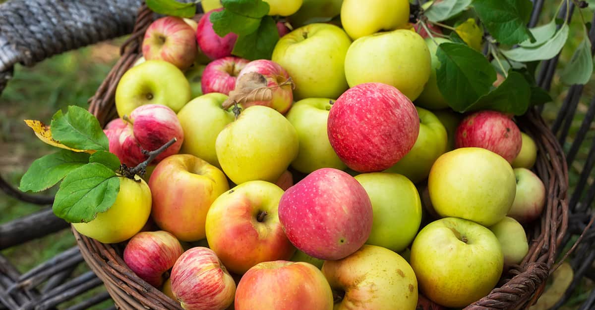 9 vanligaste svenska äppelsorterna och vad de används till | Folkofolk
