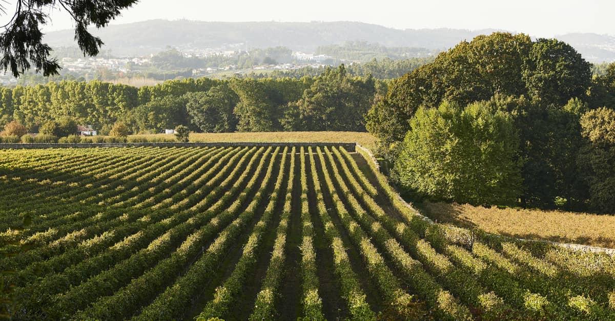 Rakastu Vinho Verde -viineihin – haastattelussa Aveledan pääviinintekijä Diogo Campilho | Viinimaa