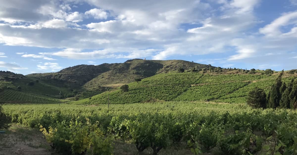 Mitä on biodynaamisuus viininvalmistuksessa? | Viinimaa