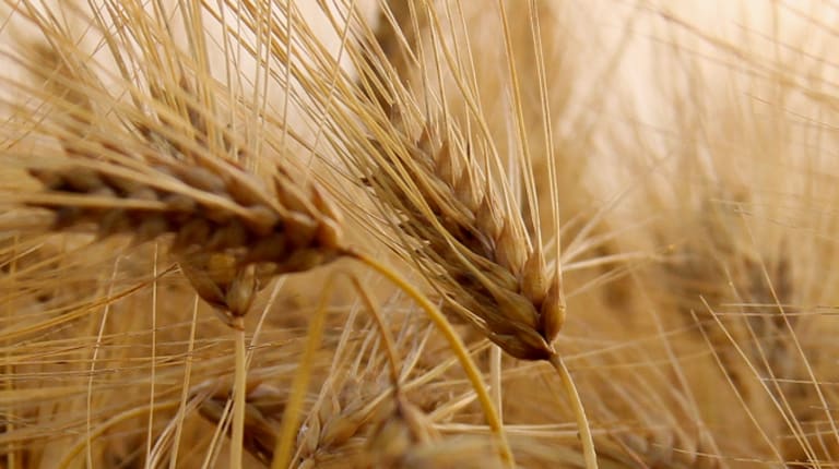 Suomalainen ohra | Anora Industrial