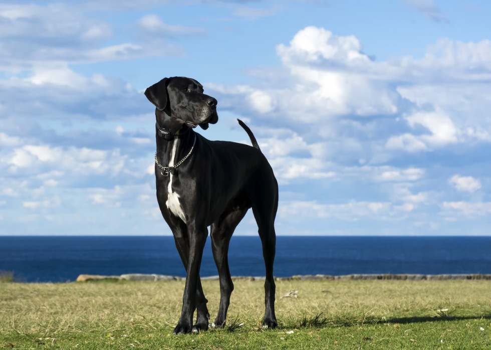 20 Quiet Dog Breeds Ranked By Noise Level