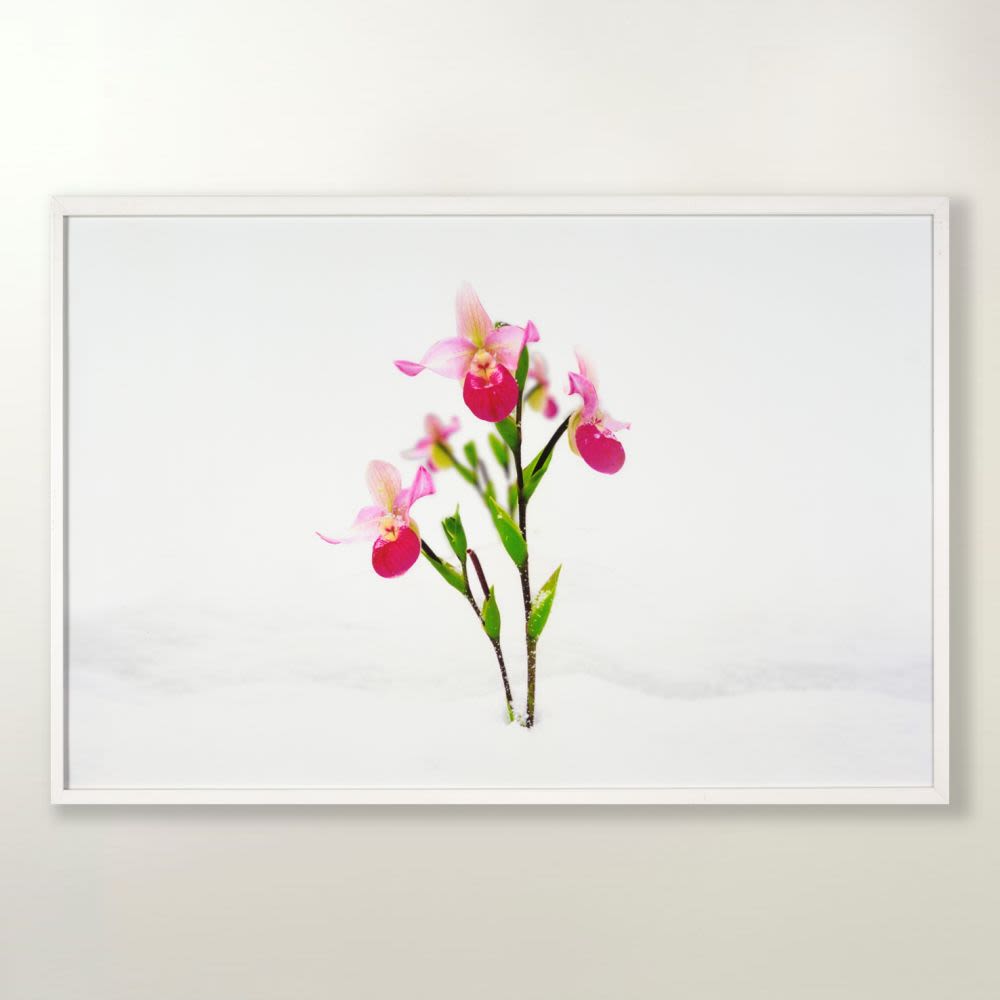 Marc Quinn Editions | Weng Contemporary