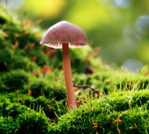 Psychedelic Chat Free