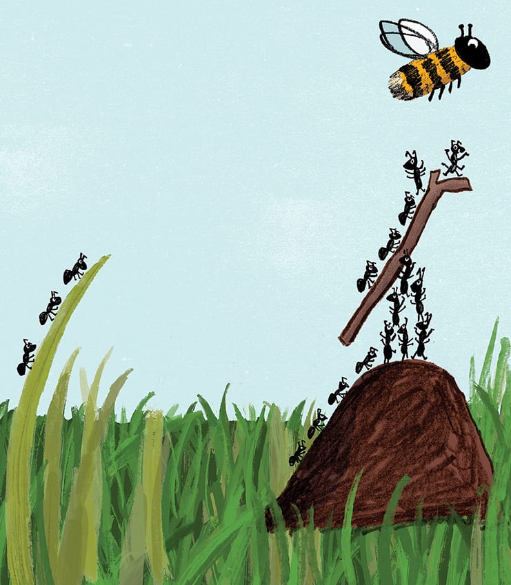 Boing! a Bouncy Book of Bugs - Arena Illustration