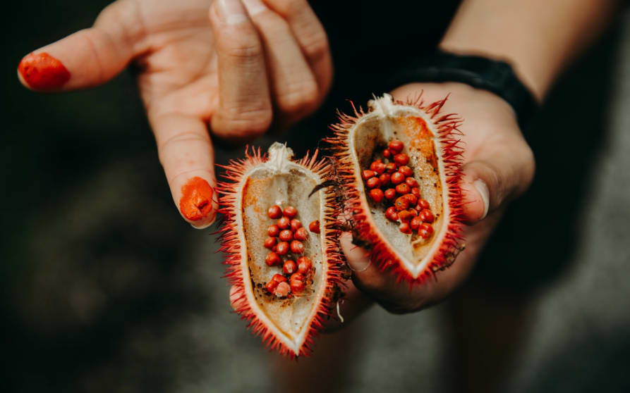 Urucum : Définition, propriétés et bienfaits