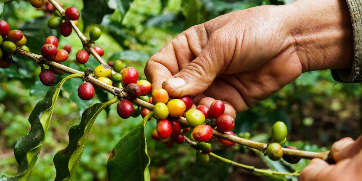 Pěstování a zpracování kávy | Aromaniac