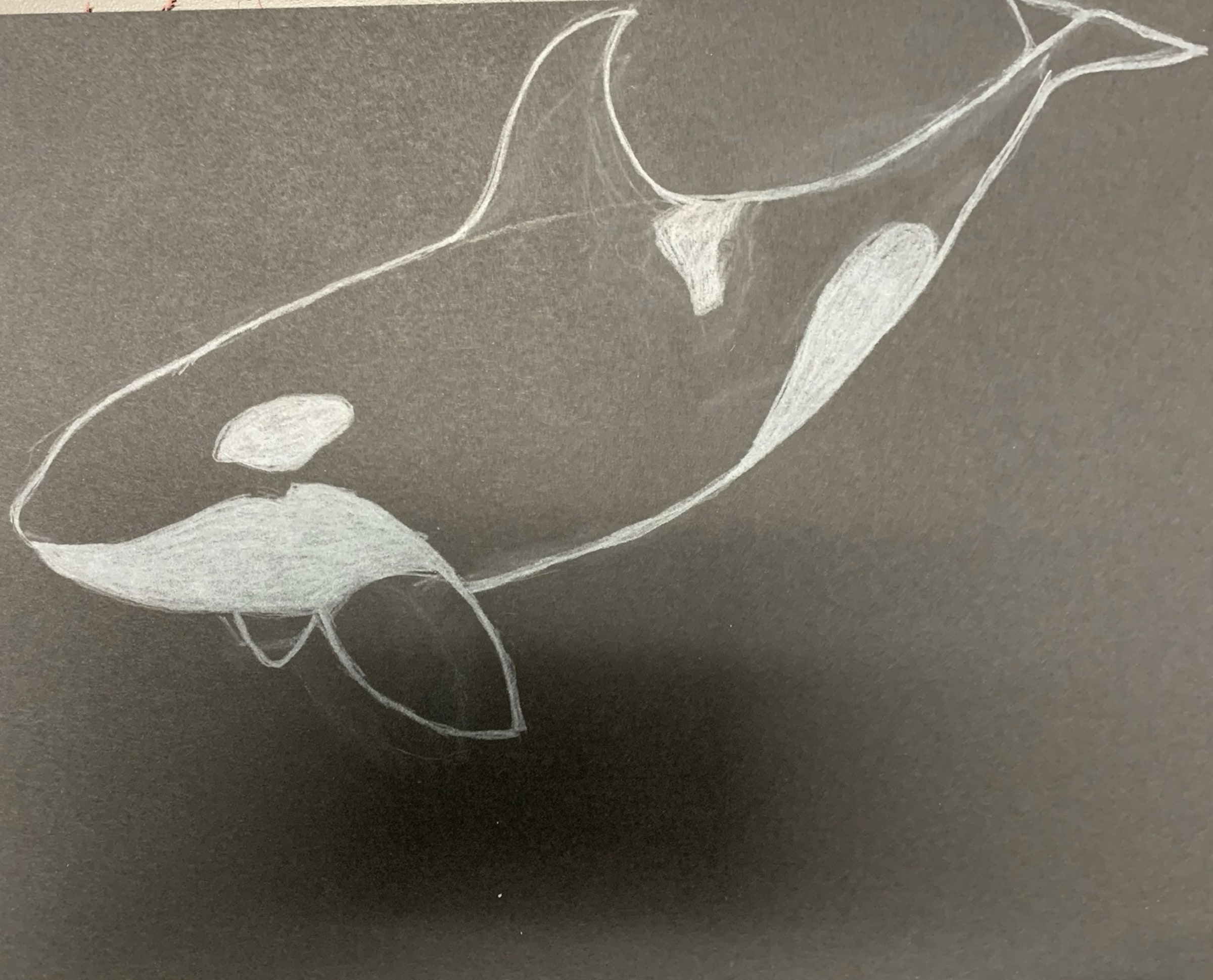 Killer Whale Pencil Drawing