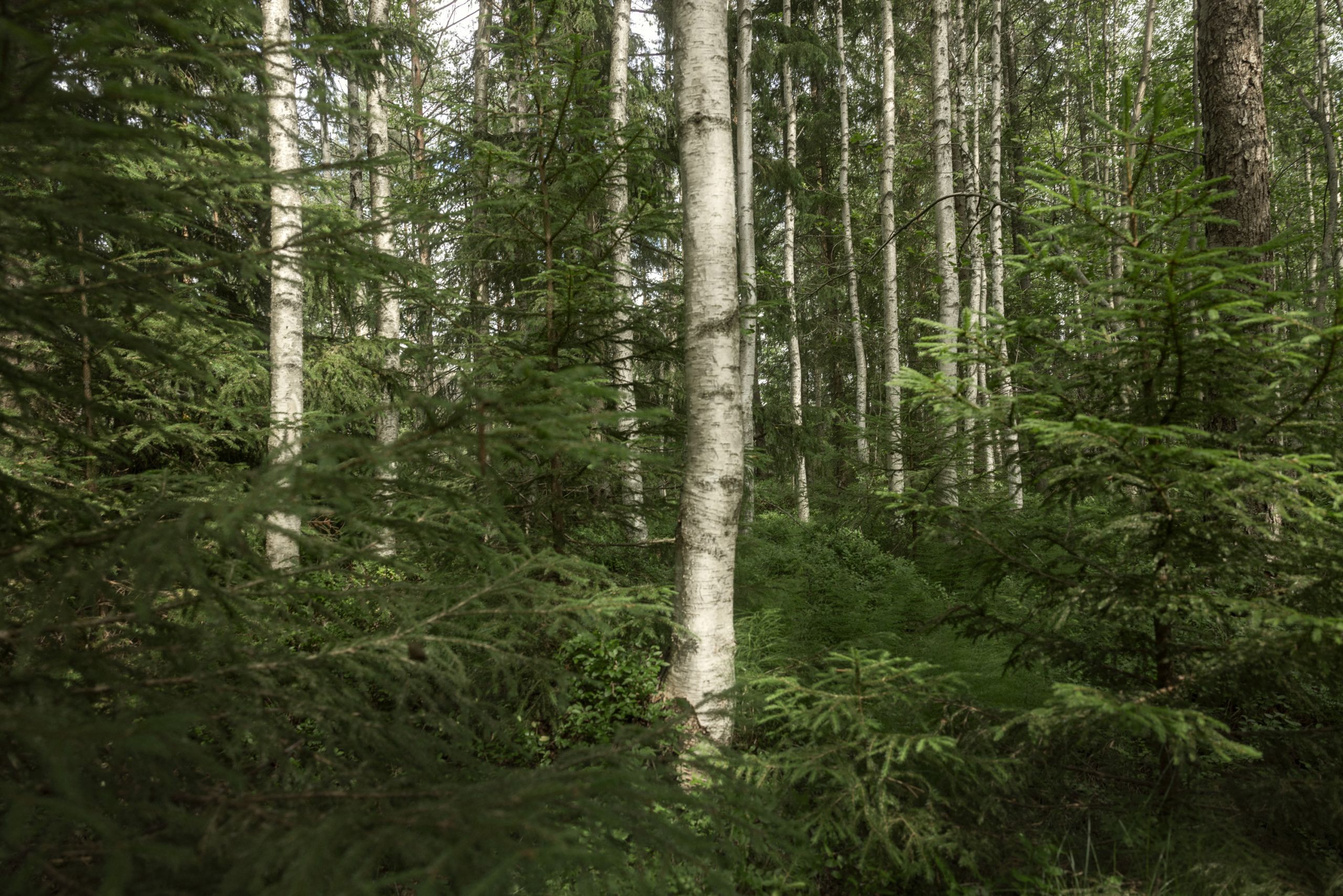 Artek purchases Finnish forest to protect biodiversity and secure ...