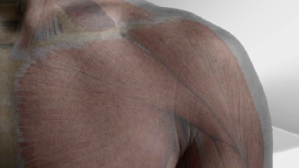 Arthrex - SutureBridge™