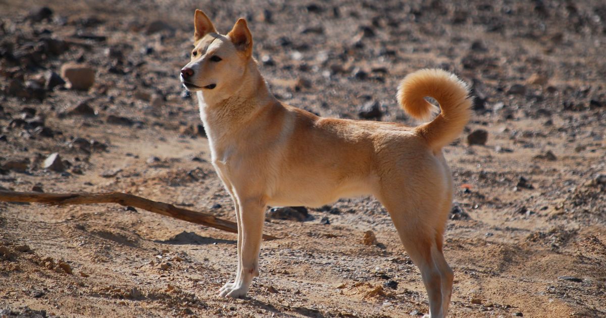 The Canaan Dog A Living Heritage the-canaan-dog-a-living-heritage