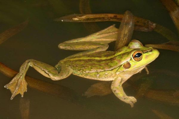 Litoria castanea - Species Profile - FrogID