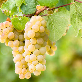 Geropon SC 213 | Agricultural & Environmental Solutions | Azelis