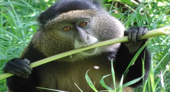 Rwanda Gorillas, Chimps, Big 5 & Big Cats Safari - Rwanda custom trip ...