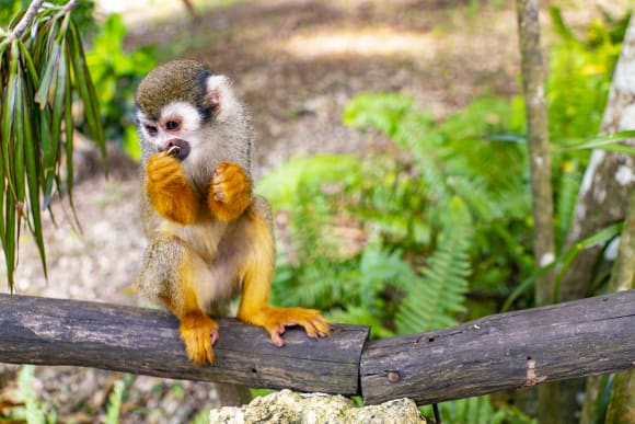 Monkeyland Half Day - Dominican Republic custom trip | Baboo Travel