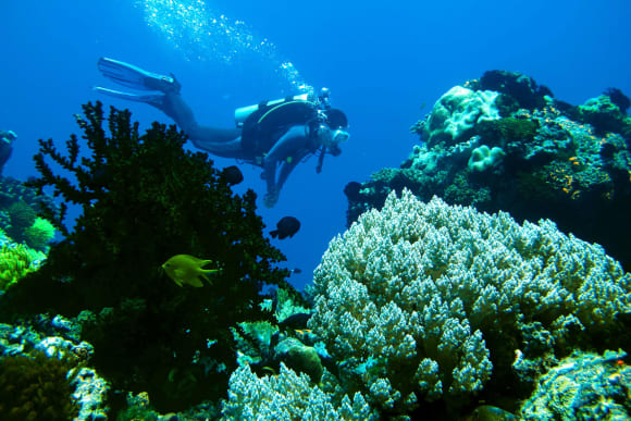 Visayas Dive Safari: Cebu, Negros and Bohol - Philippines custom trip ...