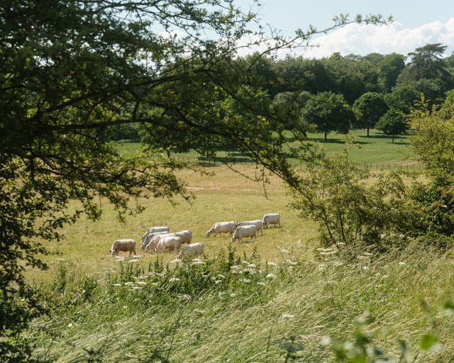 A Rare Breed: Step Inside our New Butchery | The Newt in Somerset