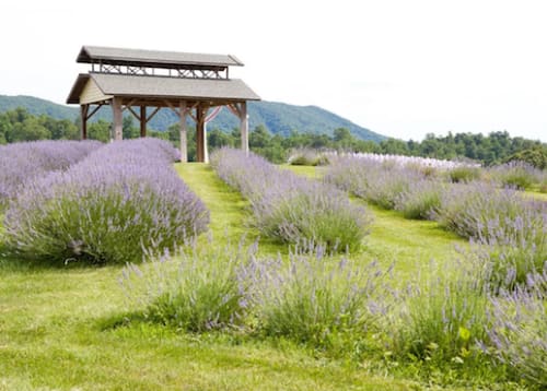 Visit Virginia's Blue Ridge Cheers Trail Passport