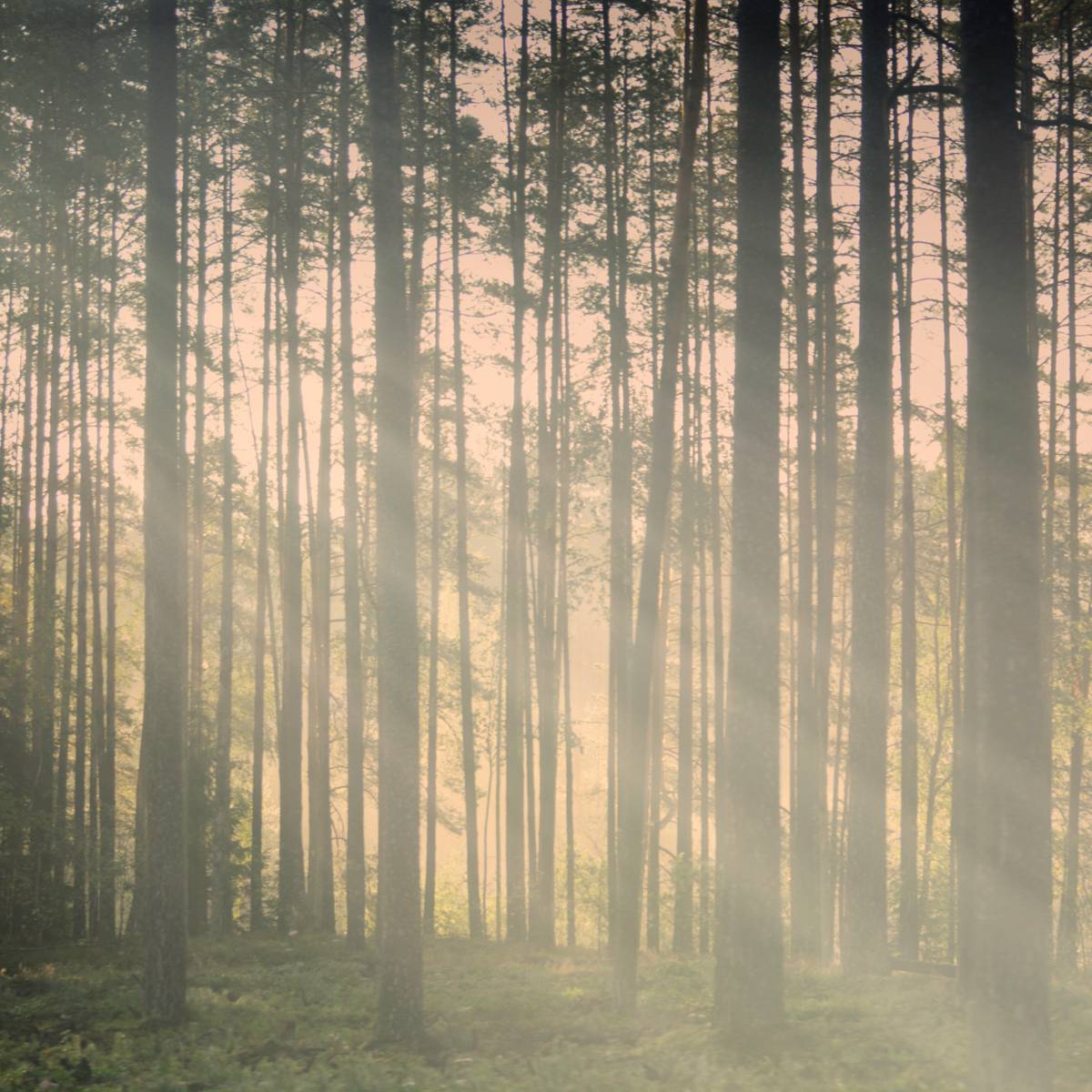 INTO THE WOODS - Baresque