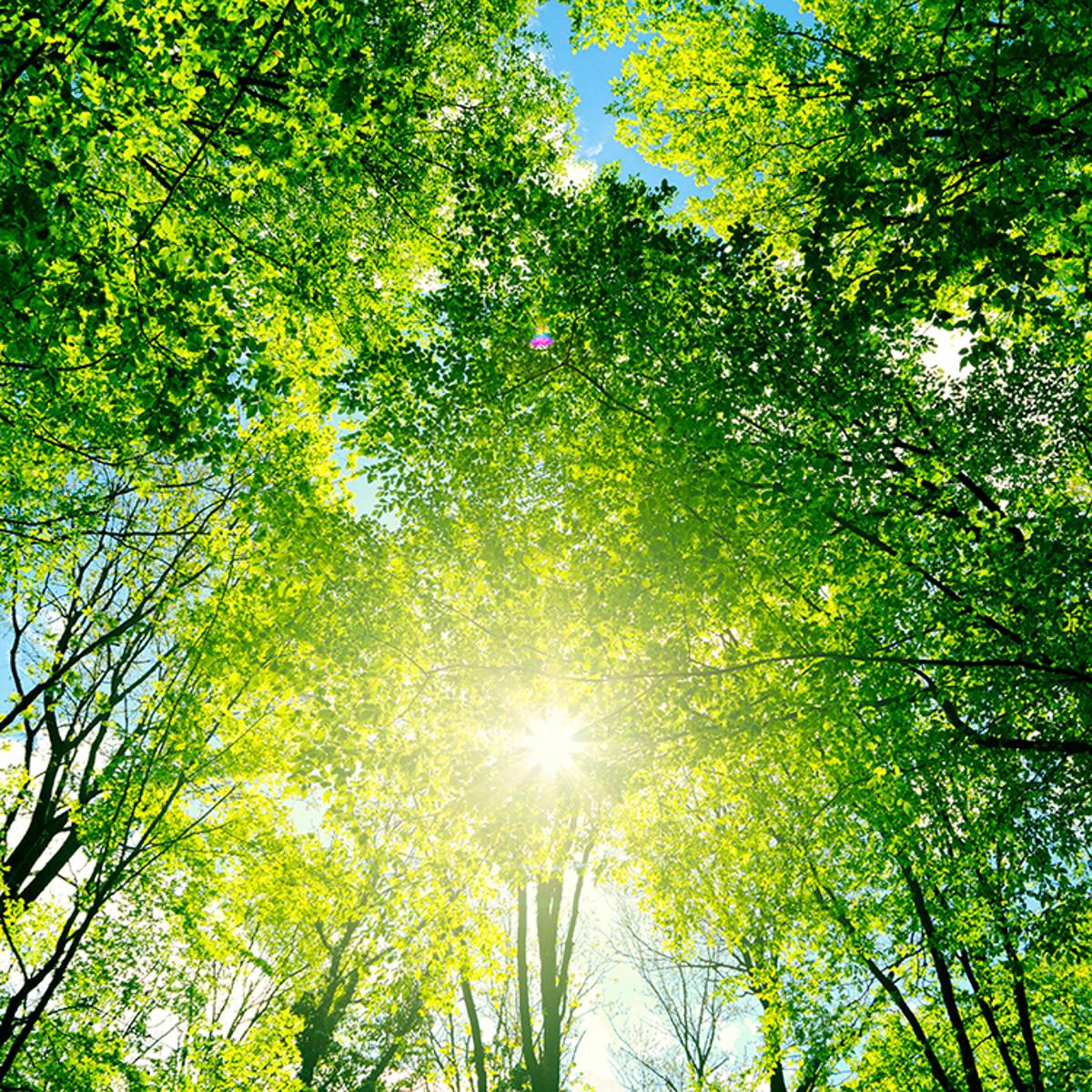 SUN TIPPED CANOPIES - Baresque