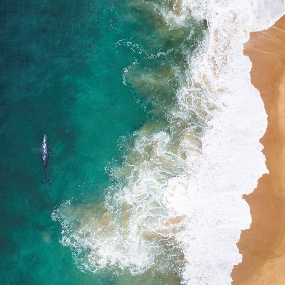 LONE SWIMMER - Baresque